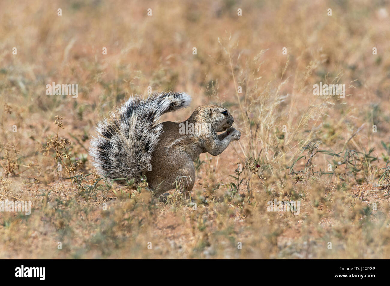 Xerus inauris, Cape Ground Squirrel Stock Photo - Alamy