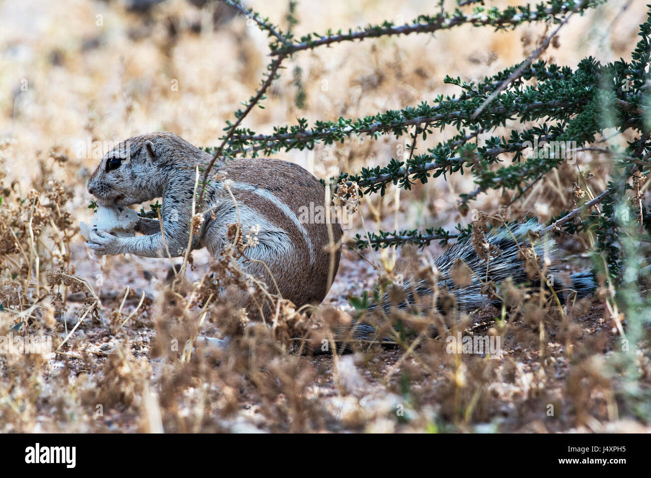 Xerus inauris, Cape Ground Squirrel Stock Photo - Alamy
