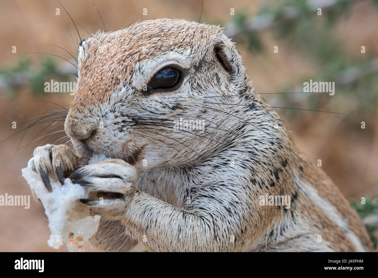 Xerus inauris, Cape Ground Squirrel Stock Photo - Alamy