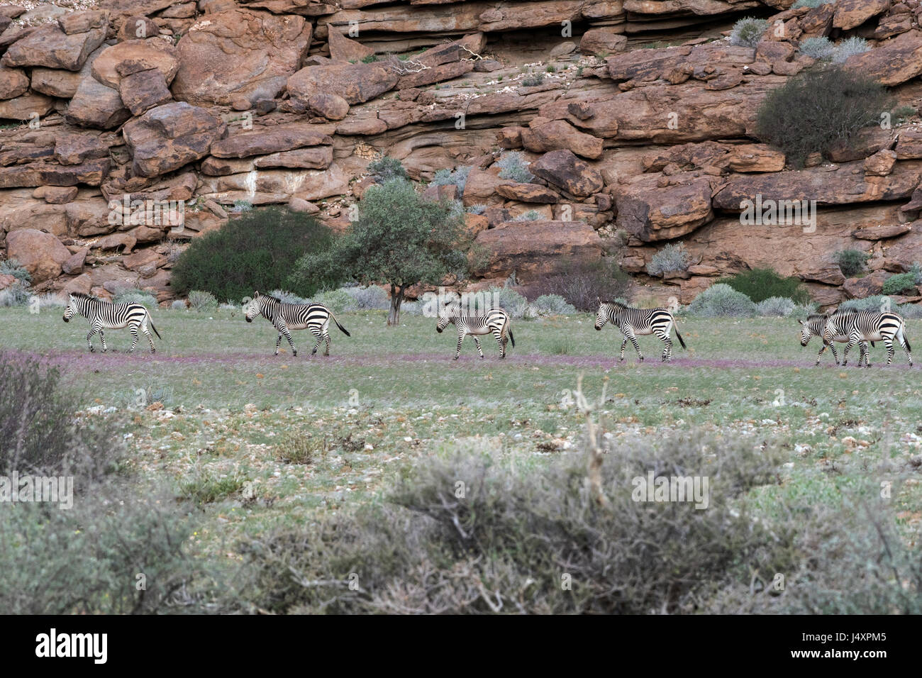 Zebre di montagna (Equus zebra), Mountain Zebras Stock Photo - Alamy