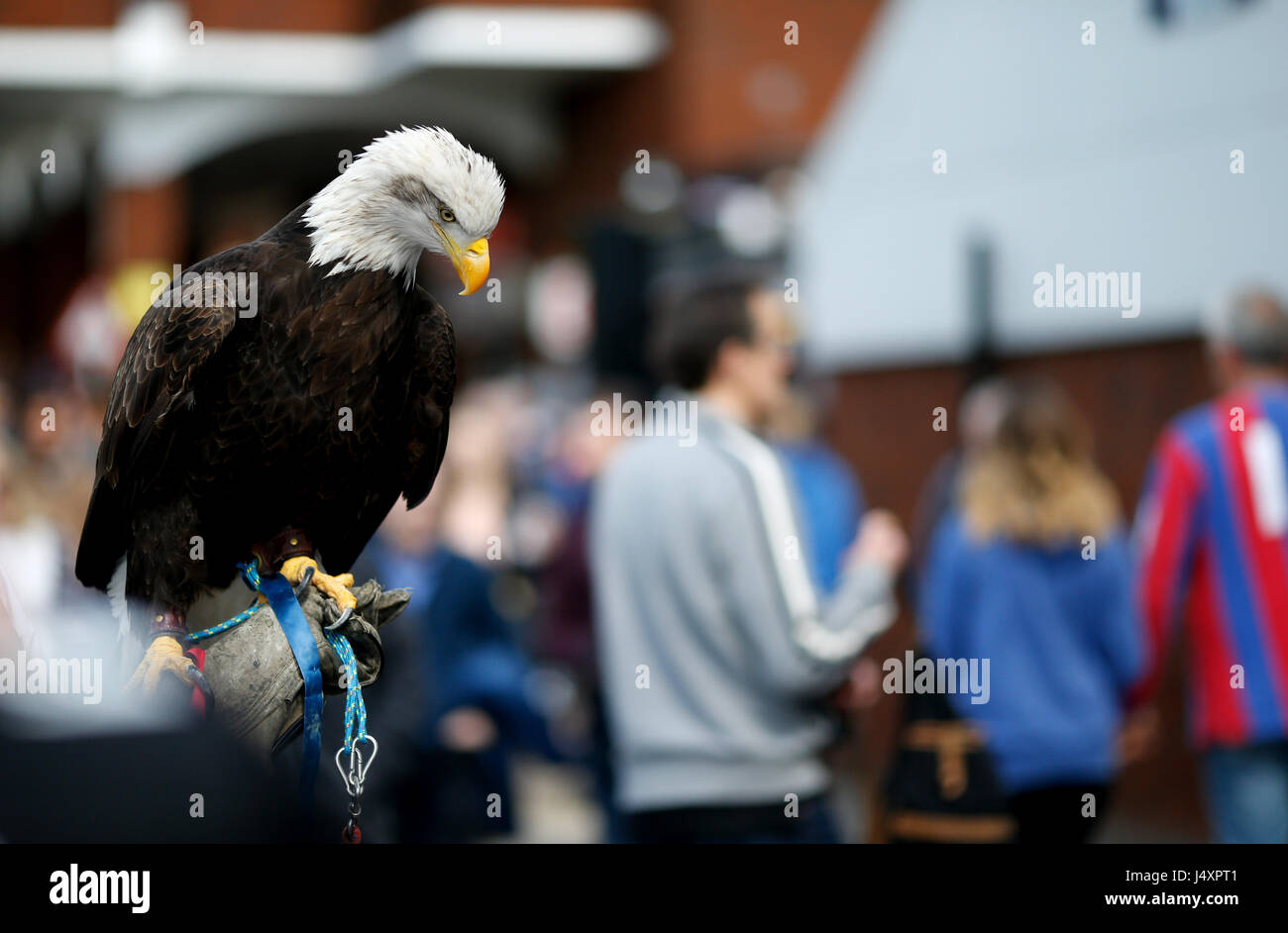 Crystal Palace mascot eagle Kayala prior to the Premier League match at ...