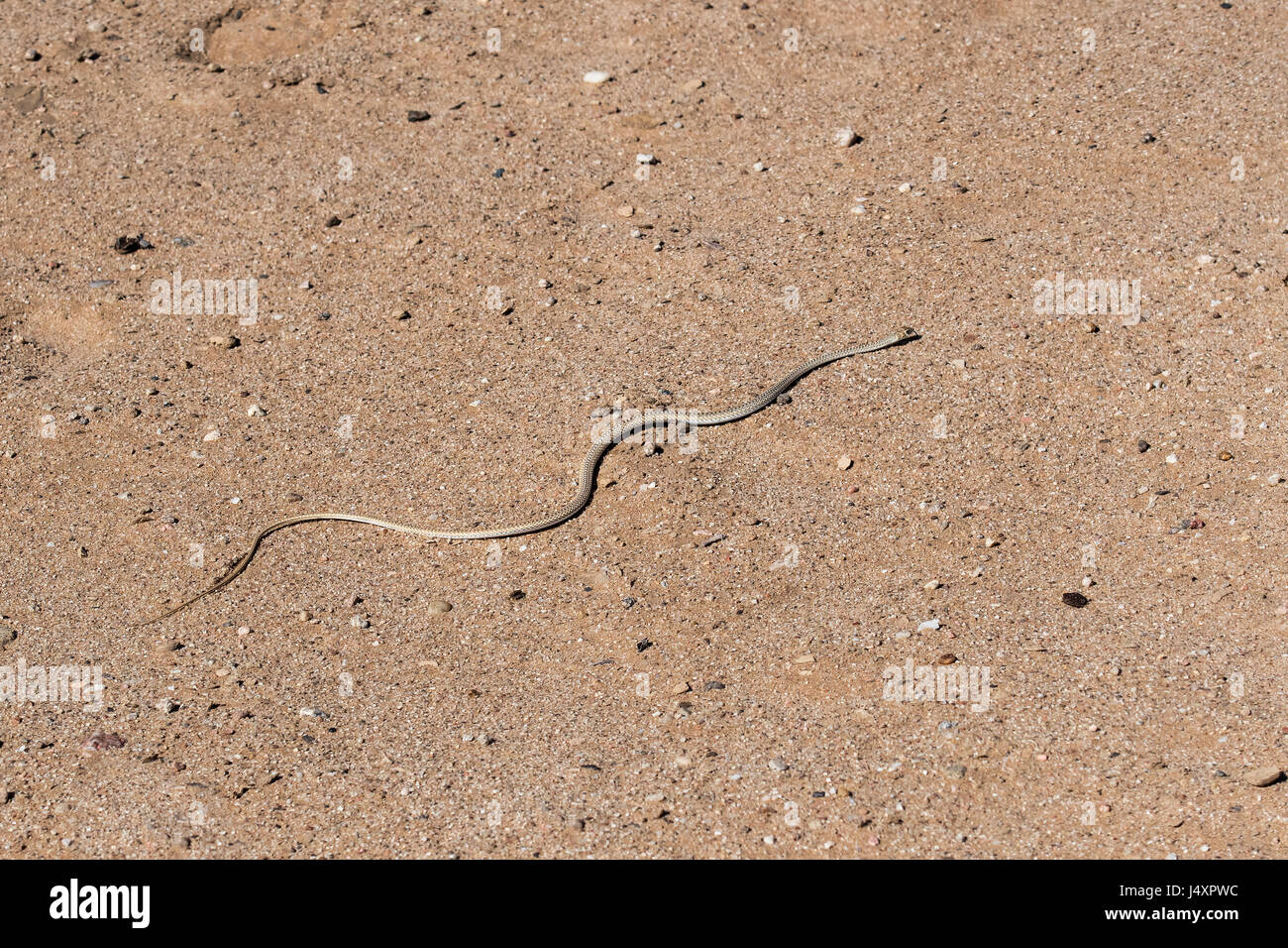 Psammophis namibiensis, Namibian Sand Snake Stock Photo - Alamy