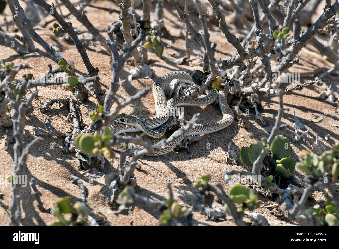 Psammophis namibiensis, Namibian Sand Snake Stock Photo - Alamy