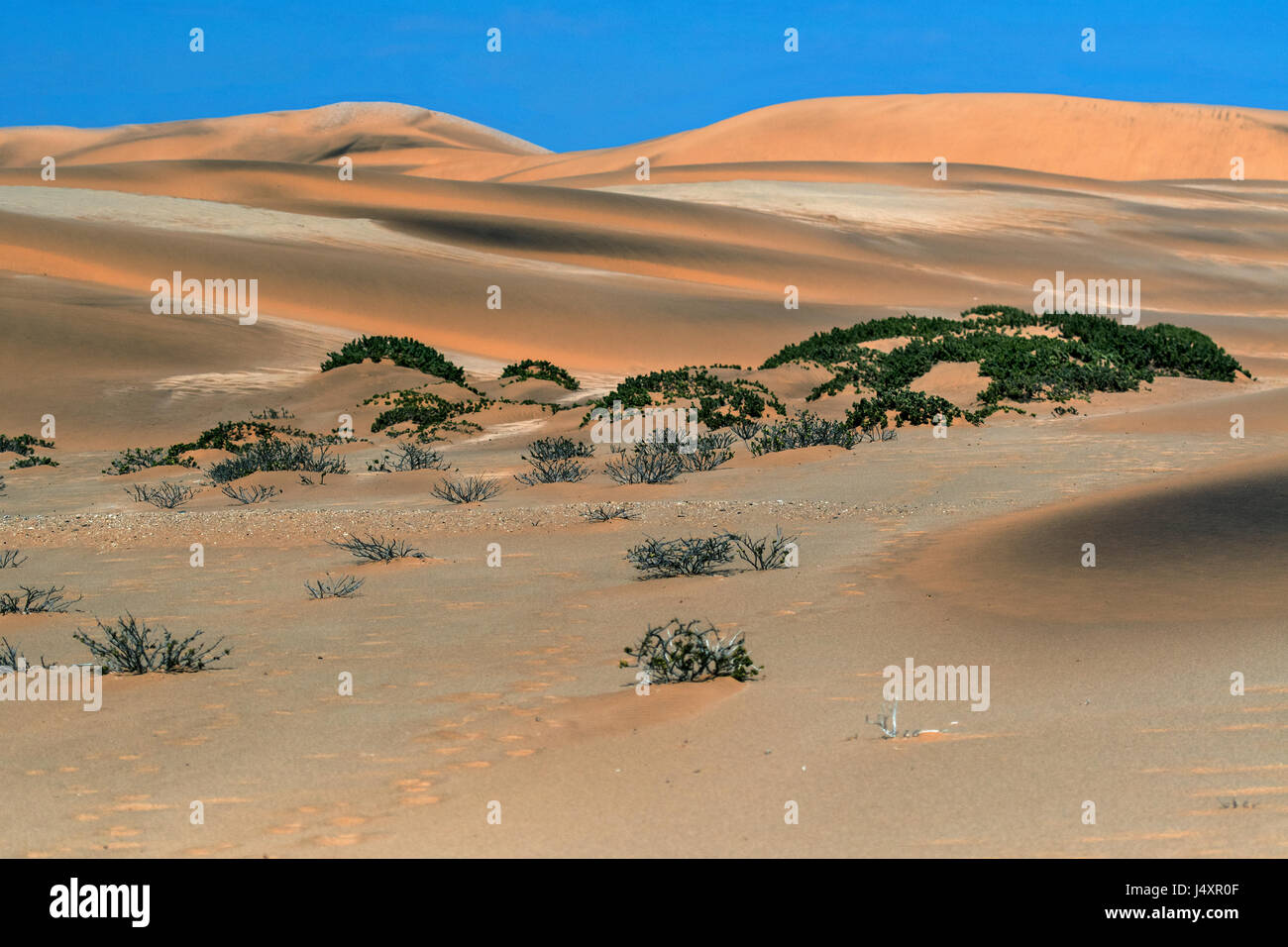 Namibian desert hi-res stock photography and images - Alamy