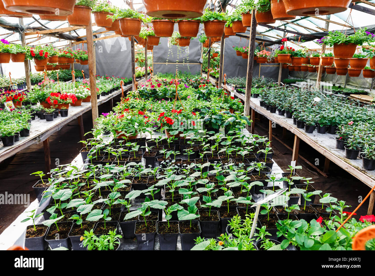 Flowers inside a garden center greenhouse Stock Photo - Alamy
