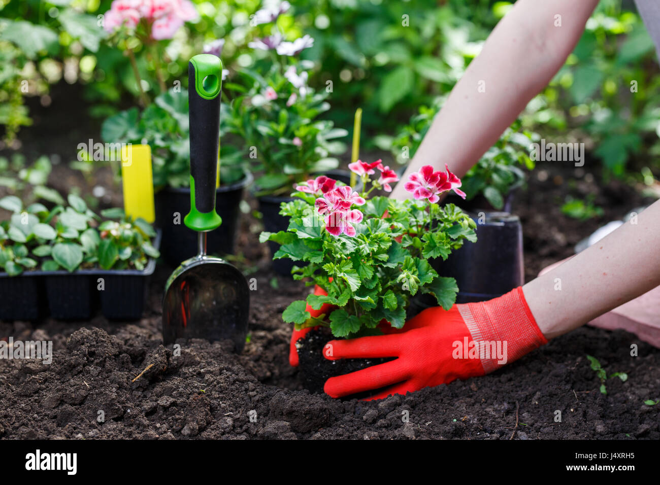 Gardeners hands planting flowers in the garden, close up photo Stock ...