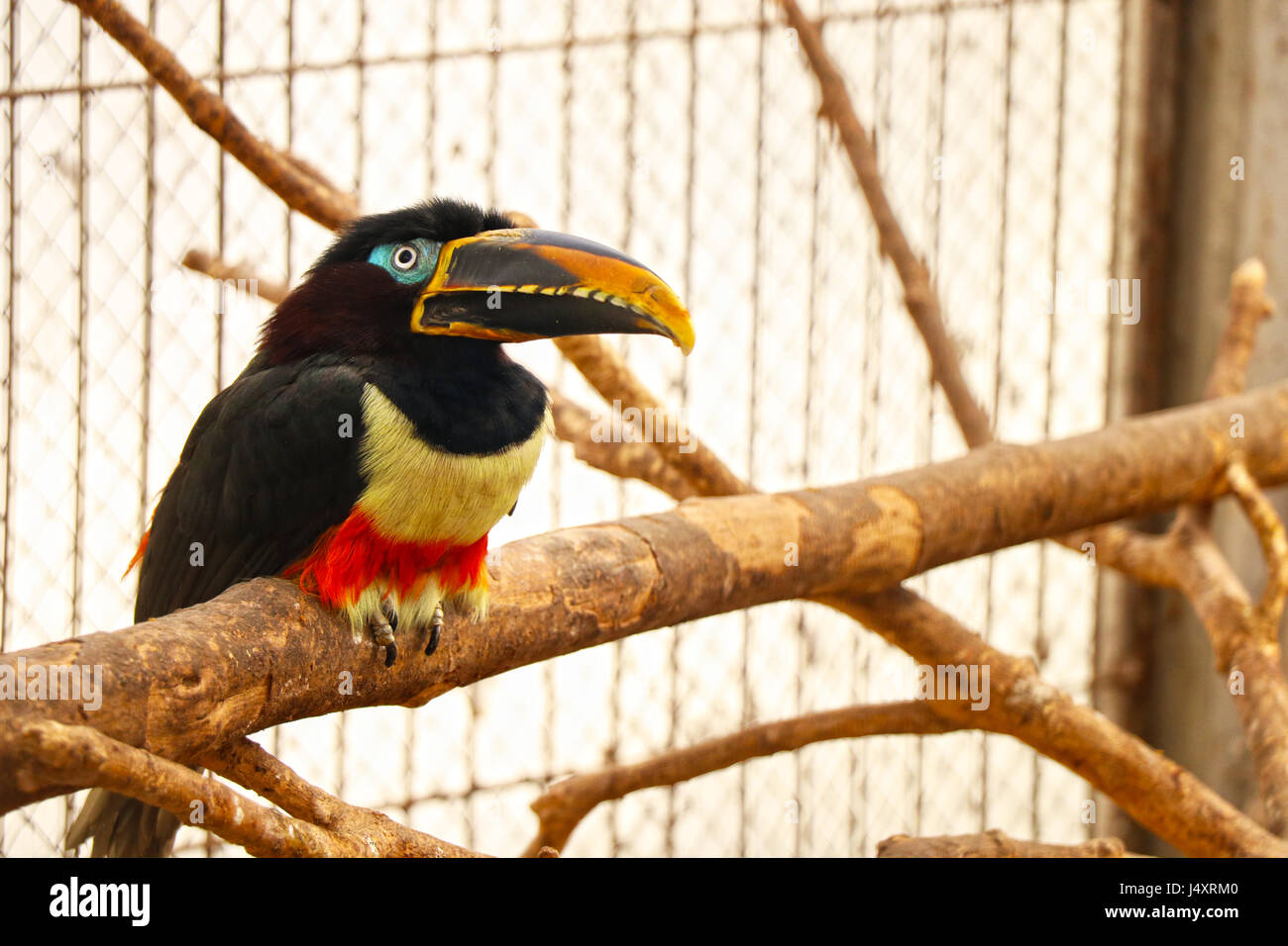 Toucan Toy High Resolution Stock Photography and Images - Alamy