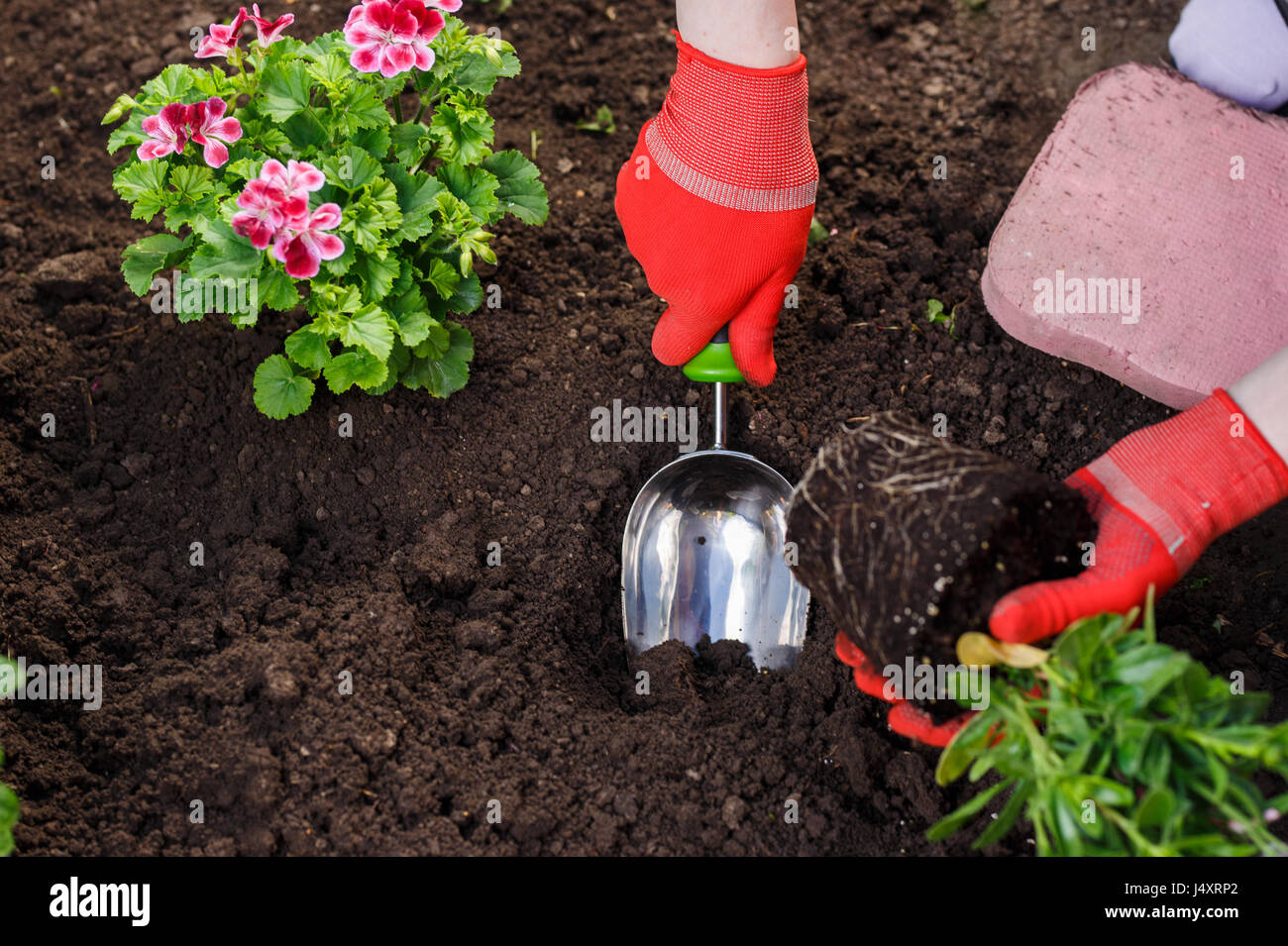 Gardeners hands planting flowers in the garden, close up photo Stock ...