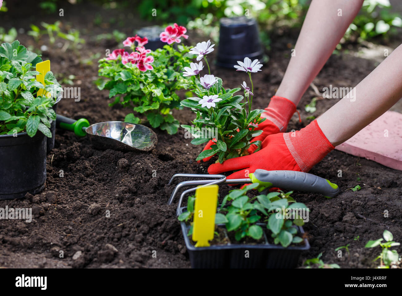 Gardeners hands planting flowers in the garden, close up photo Stock ...