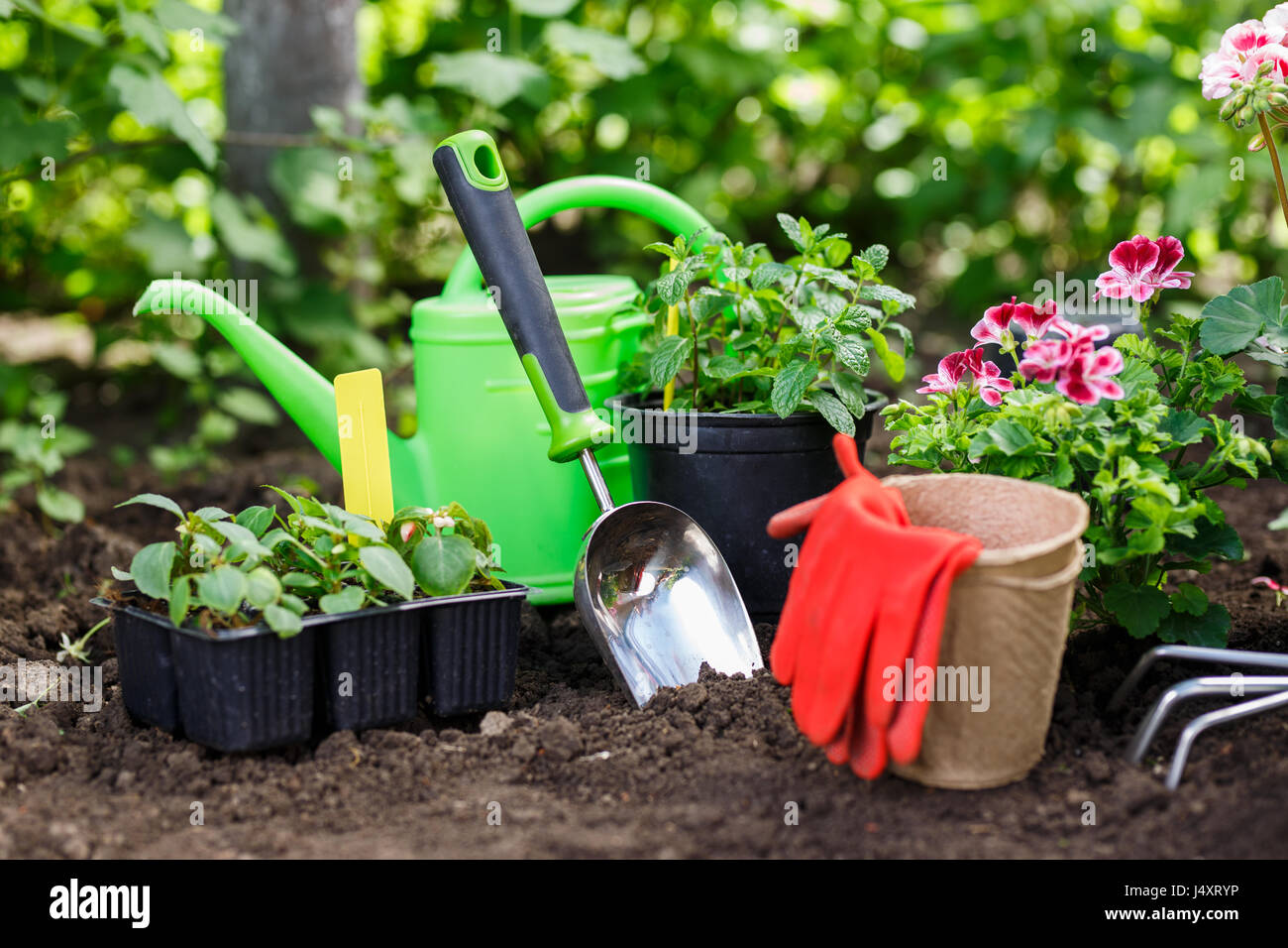 Gardening tools and flowers in pot for planting at backyard Stock Photo ...