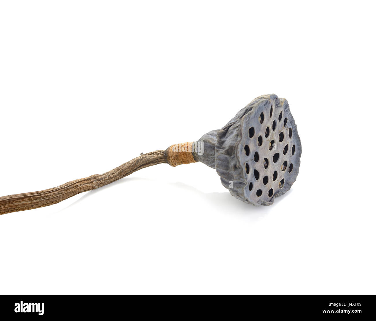 dried lotus fruit isolated on white, dry flower of lotus isolated on a ...