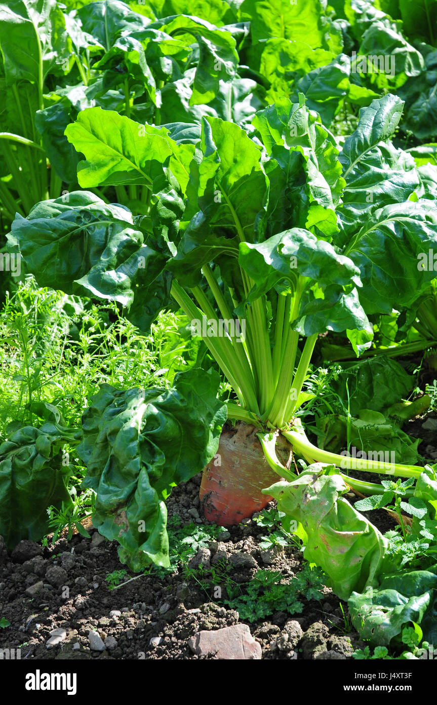 Growing sugar beet hi-res stock photography and images - Alamy