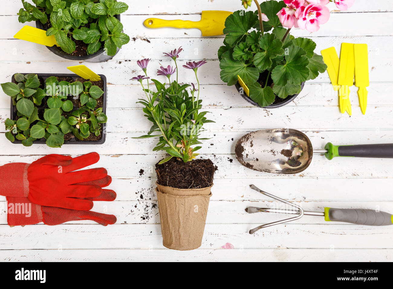 Gardening tools and flowers in pot for planting at backyard Stock Photo ...