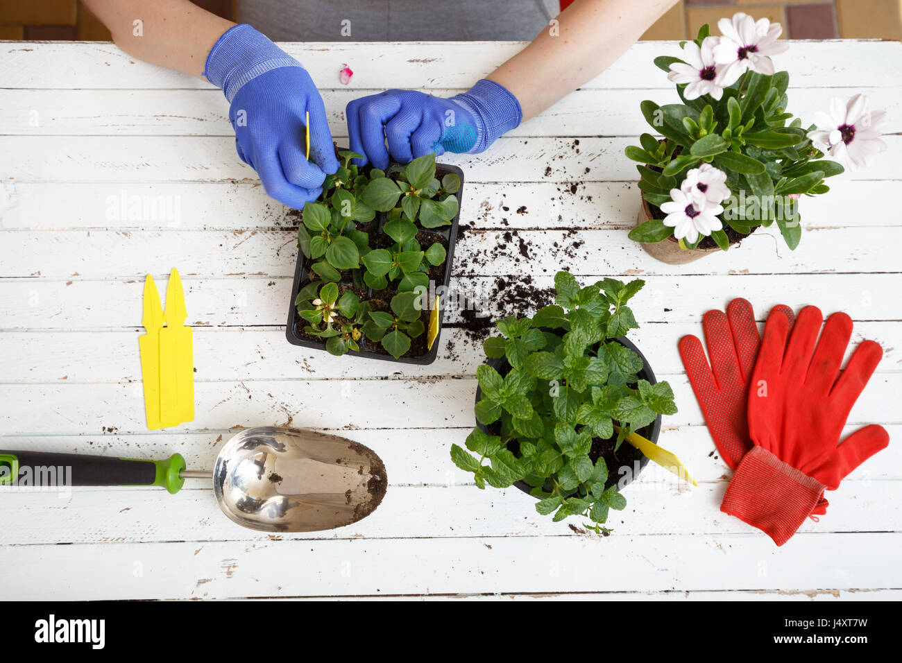 Gardeners hands planting flowers in the garden, close up photo Stock ...