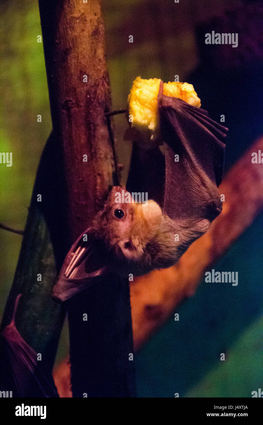 Flying bat hi-res stock photography and images - Alamy