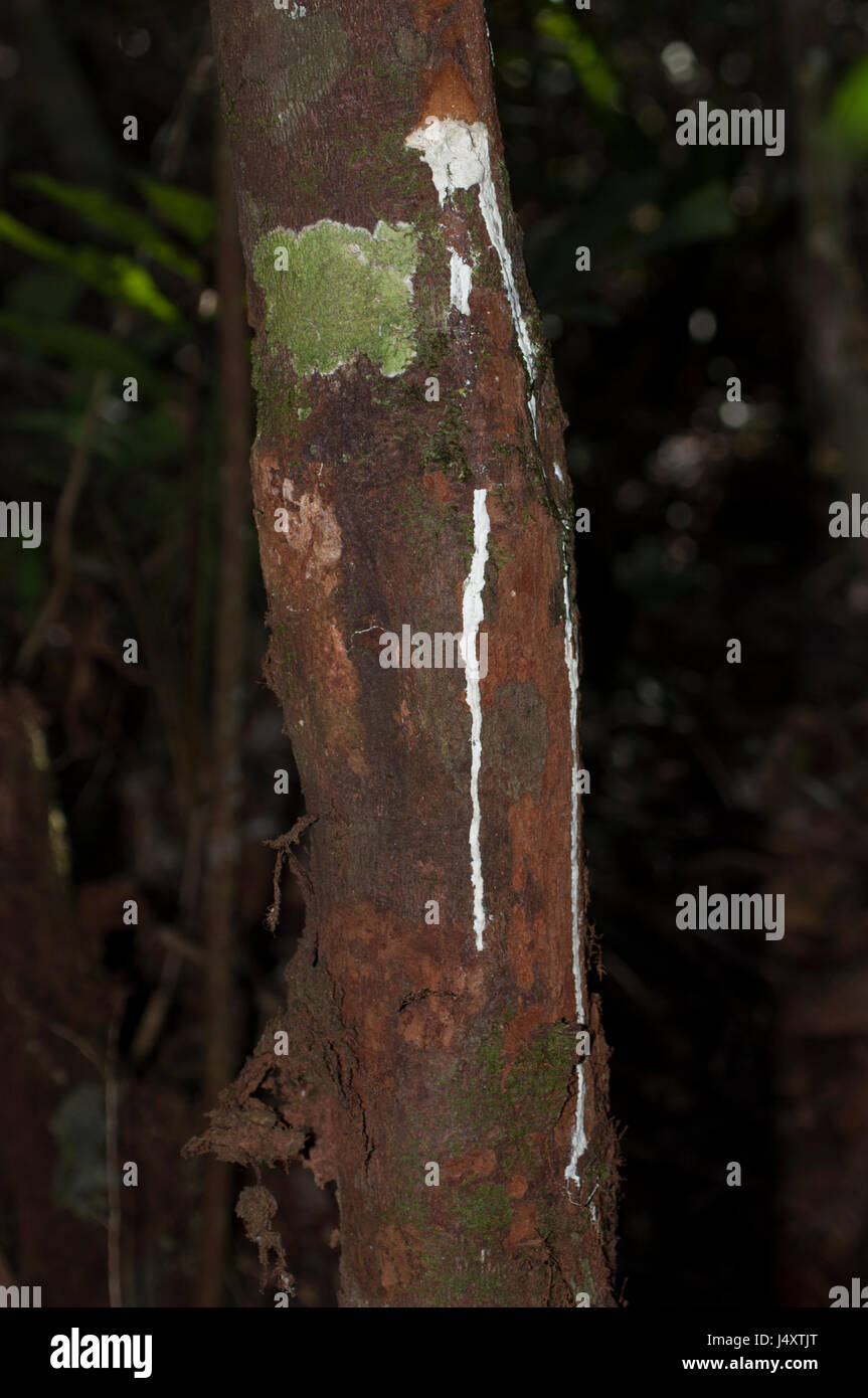 Bleeding tree cut hi-res stock photography and images - Alamy