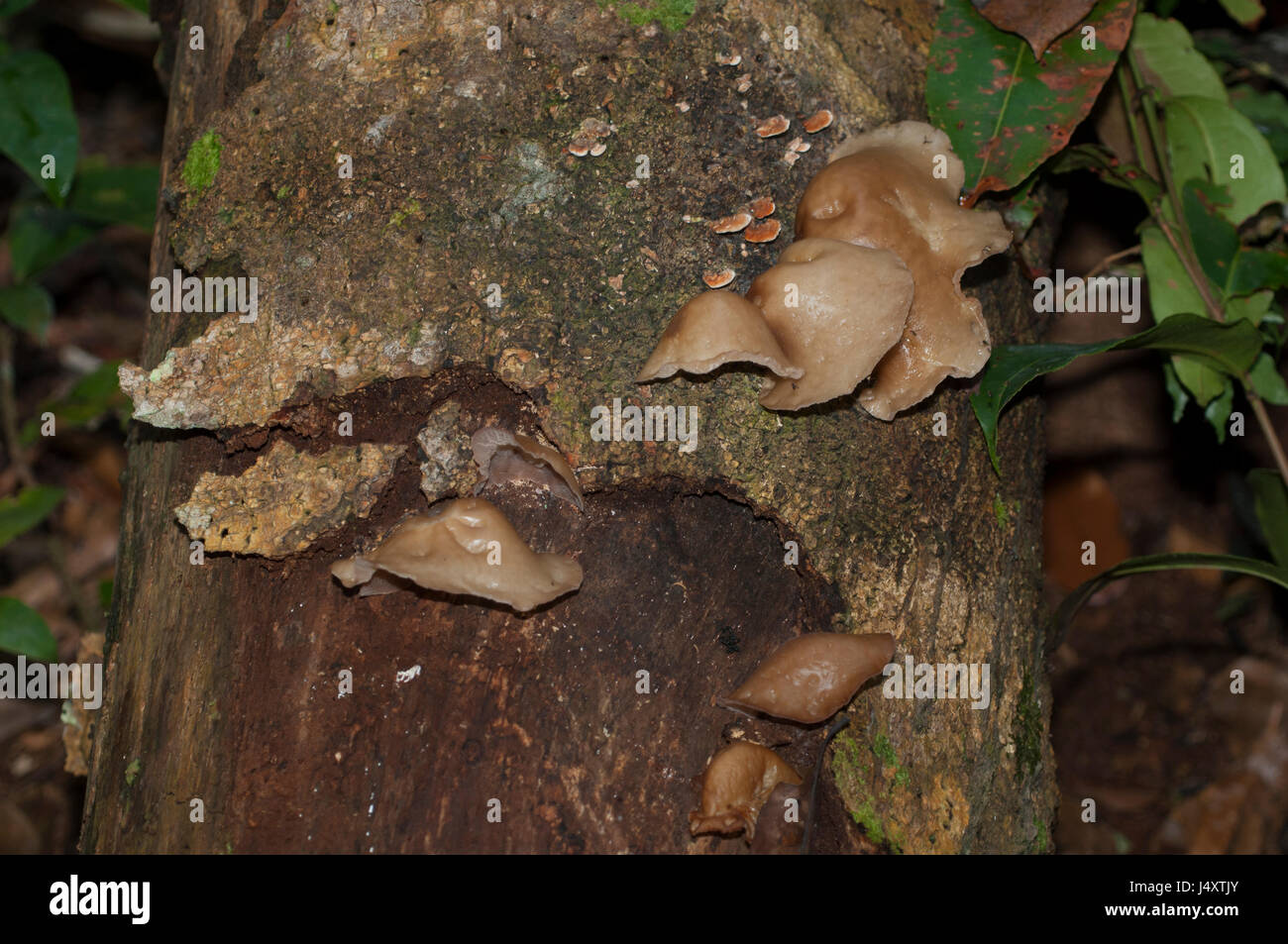 Fungus growing on a fallen tree in the rainforest Stock Photo - Alamy