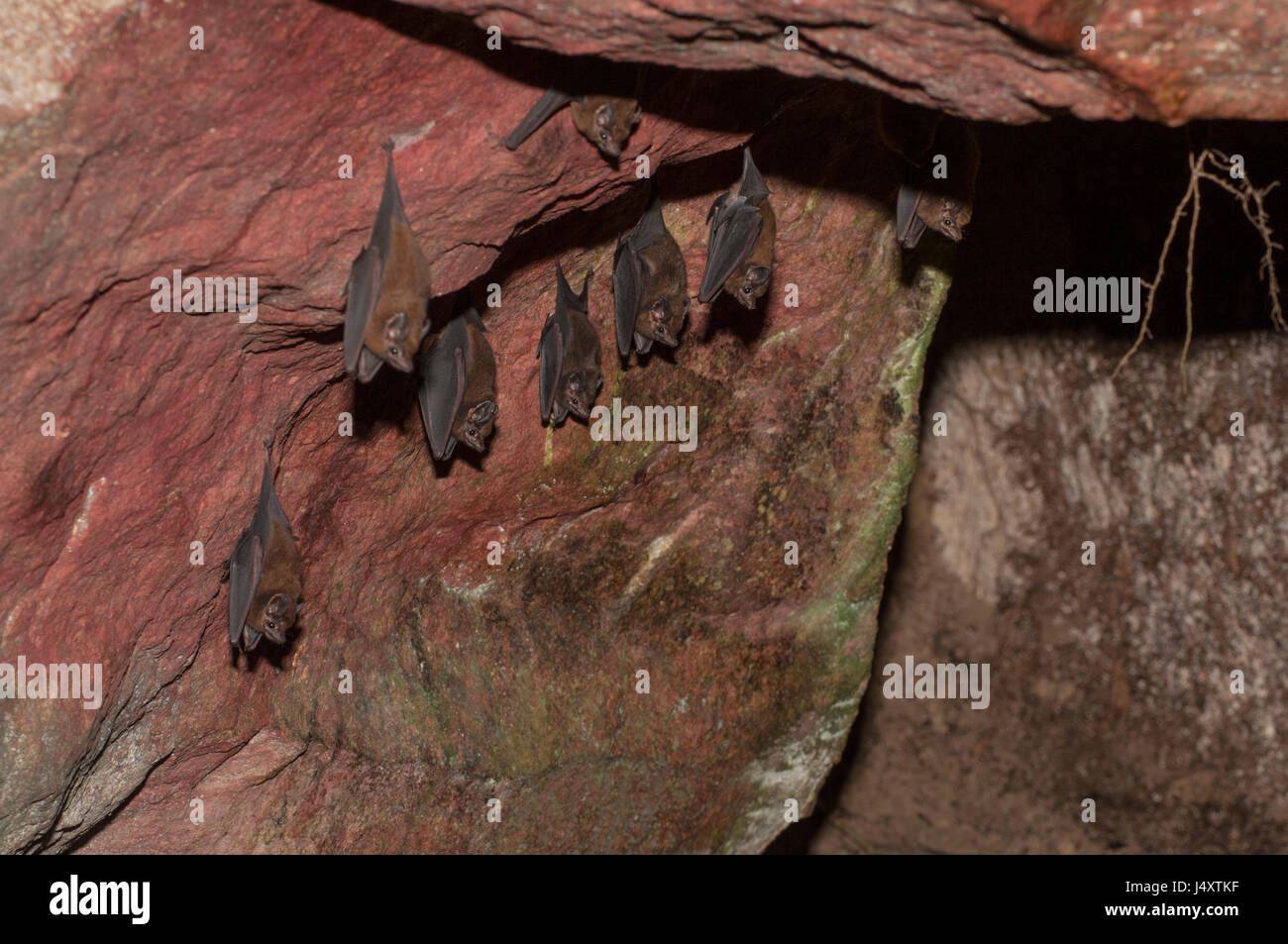 Lesser Dog-like Bats, Peropteryx macrotis, roosting under a rock in the ...