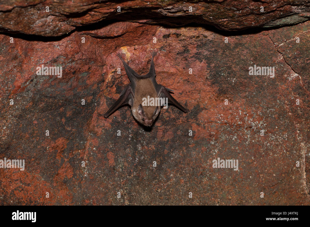 Lesser Dog-like Bats, Peropteryx macrotis, roosting under a rock in the ...