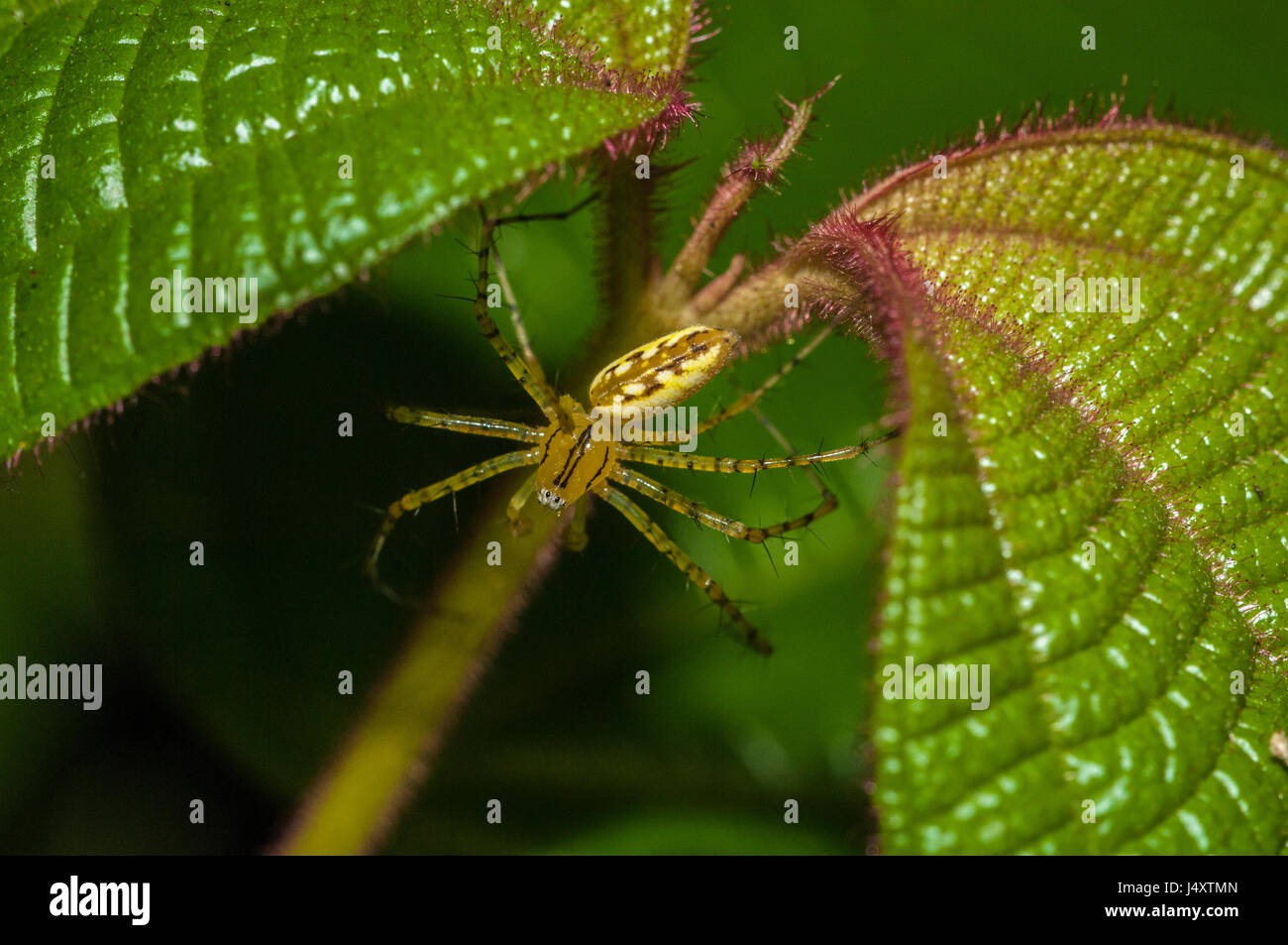 Unidentified yellow spider sitting between two leaves in the Amazon ...