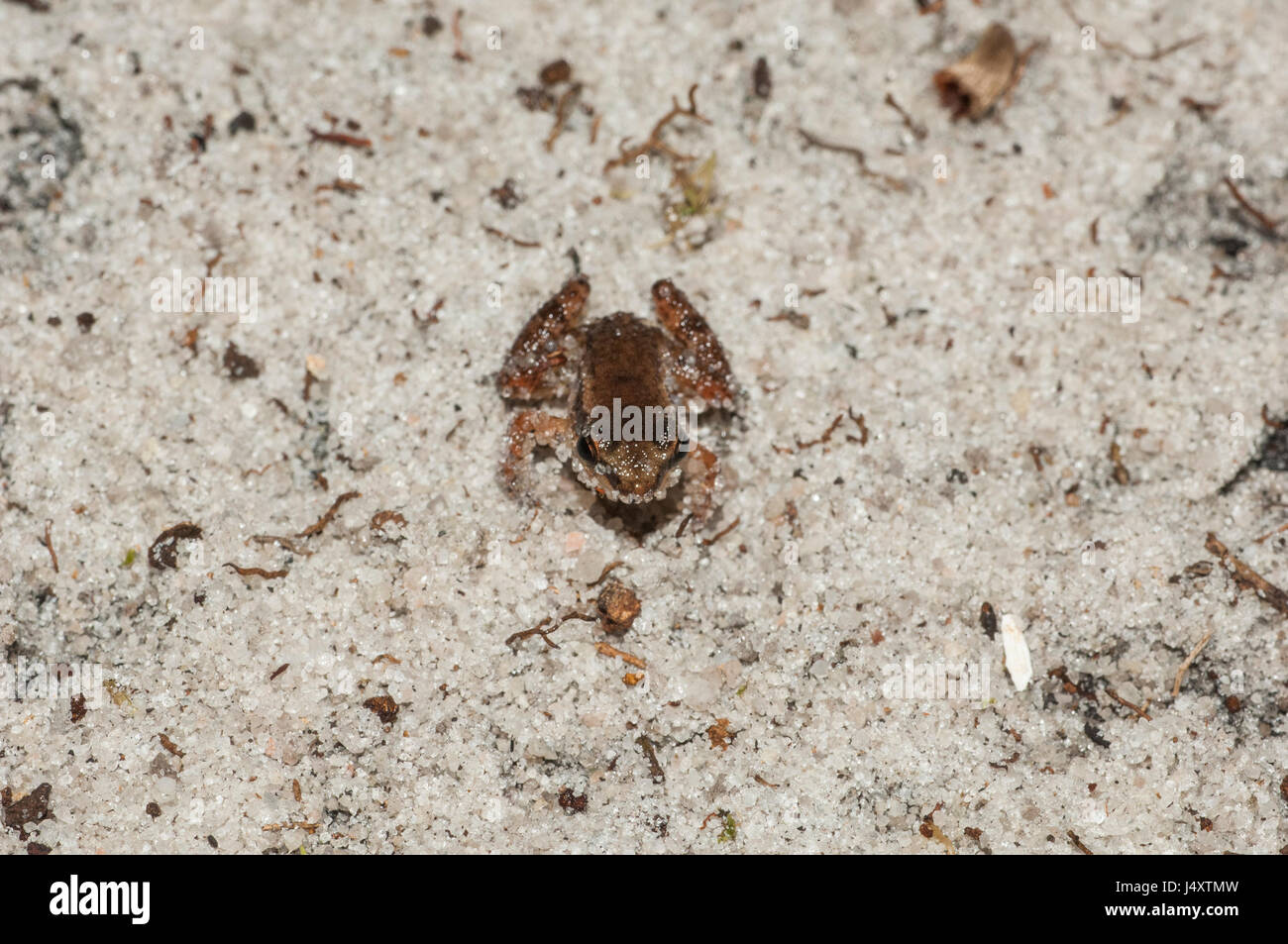 Small brown frog hi-res stock photography and images - Alamy