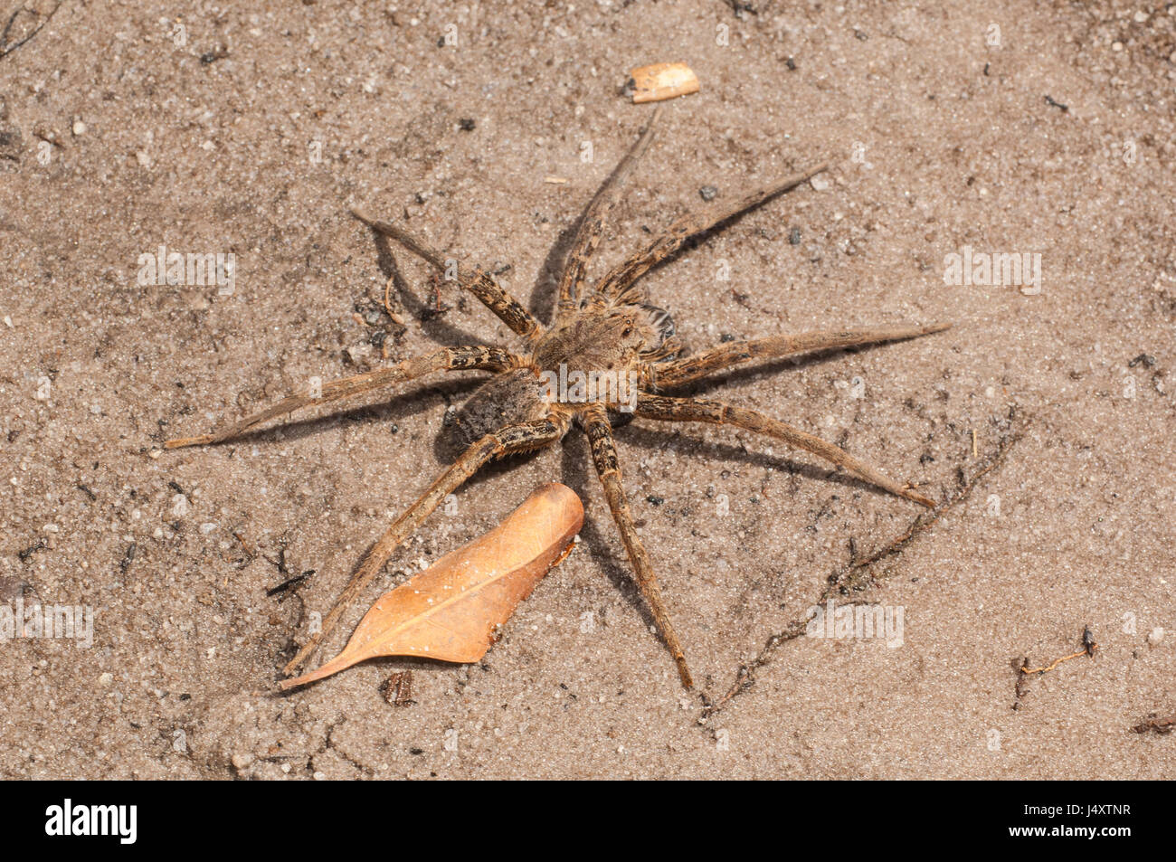 A large unidentified spider with an egg case under its body moving ...