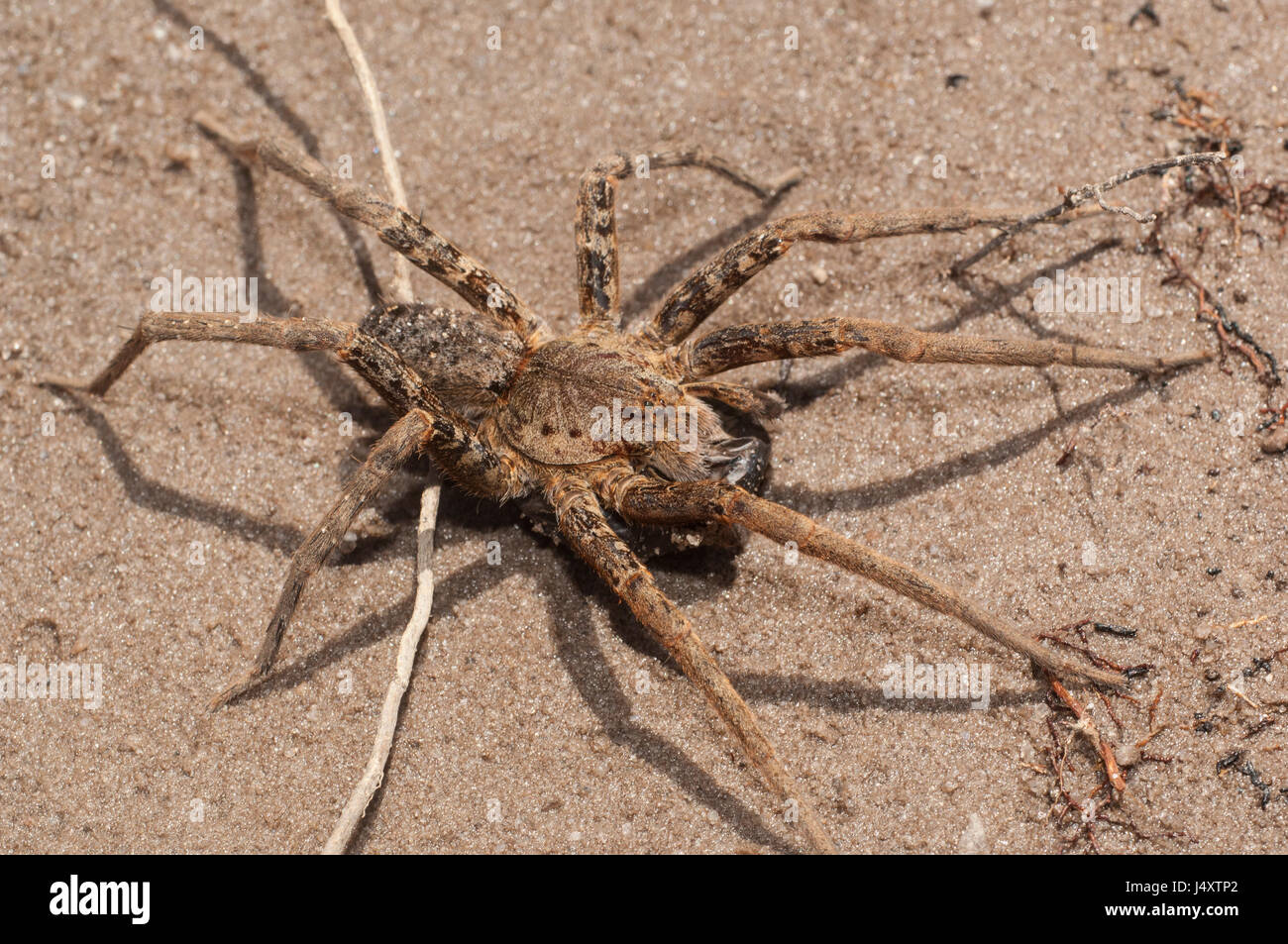 A large unidentified spider with an egg case under its body moving ...