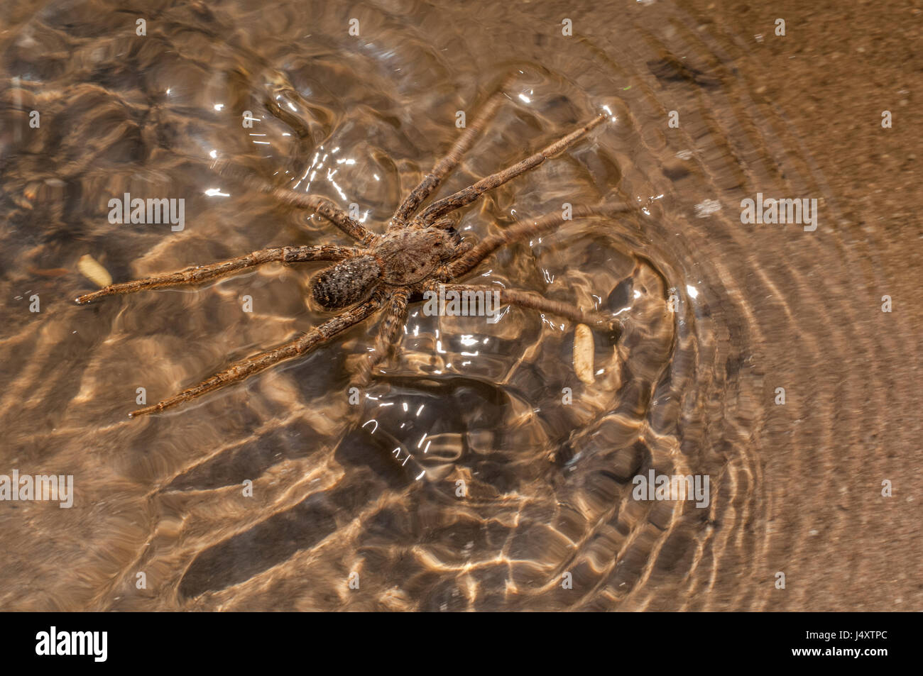 A large unidentified spider with an egg case under its body moving on ...