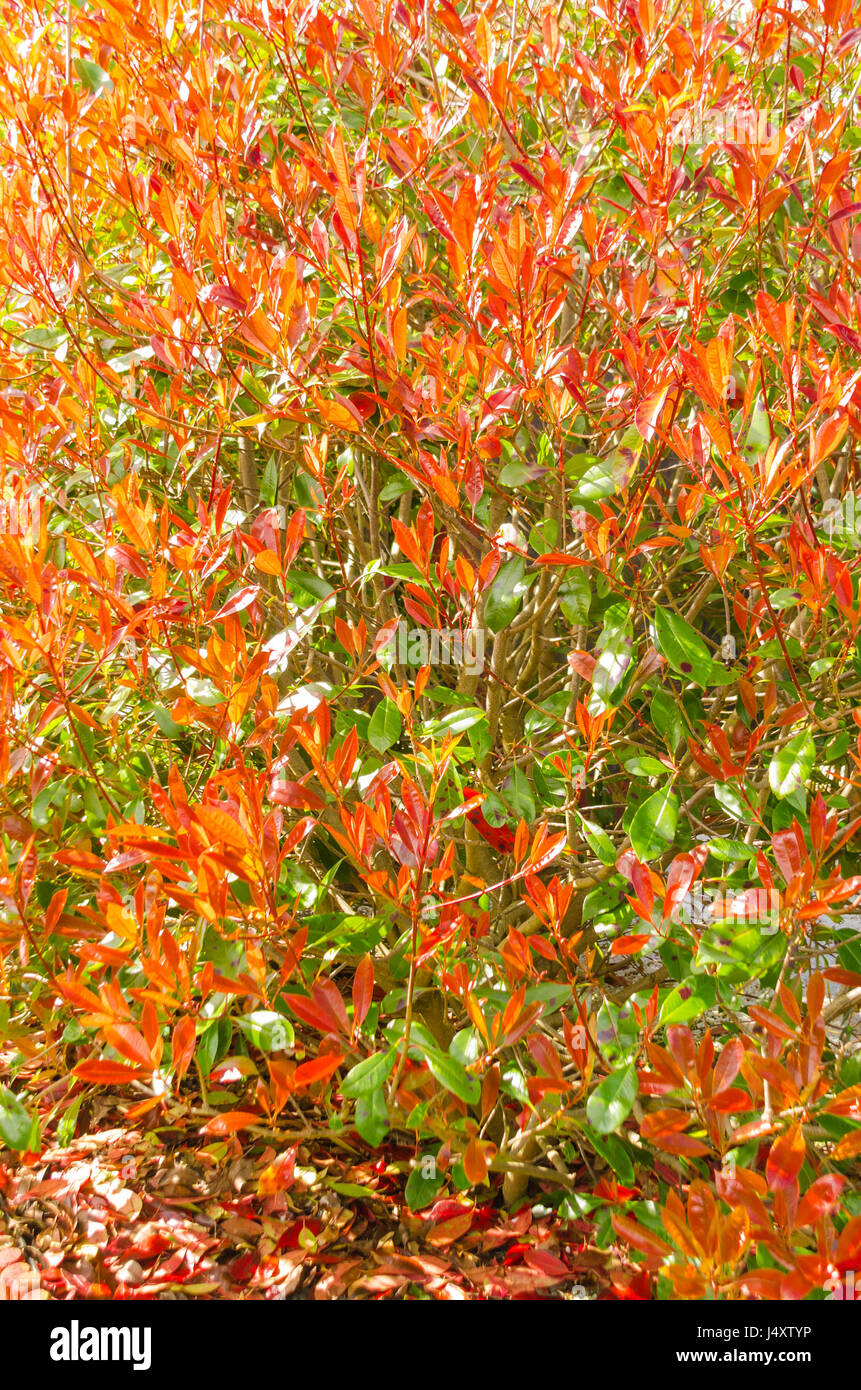 Red Robin Photinia evergreen shrub with strikingly bright red new ...