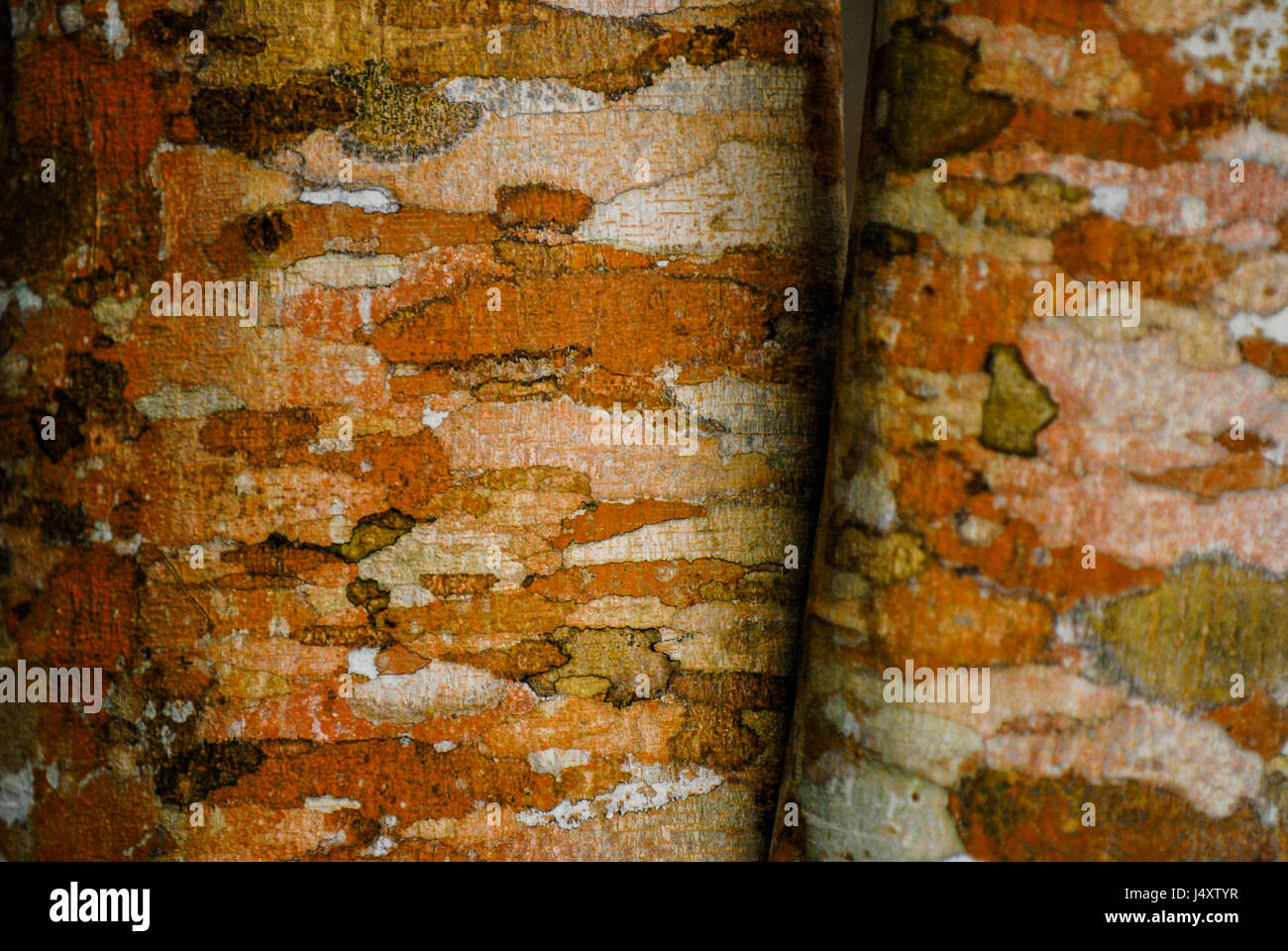 Colourful bark on a tree in the Amazon Rainforest Stock Photo - Alamy
