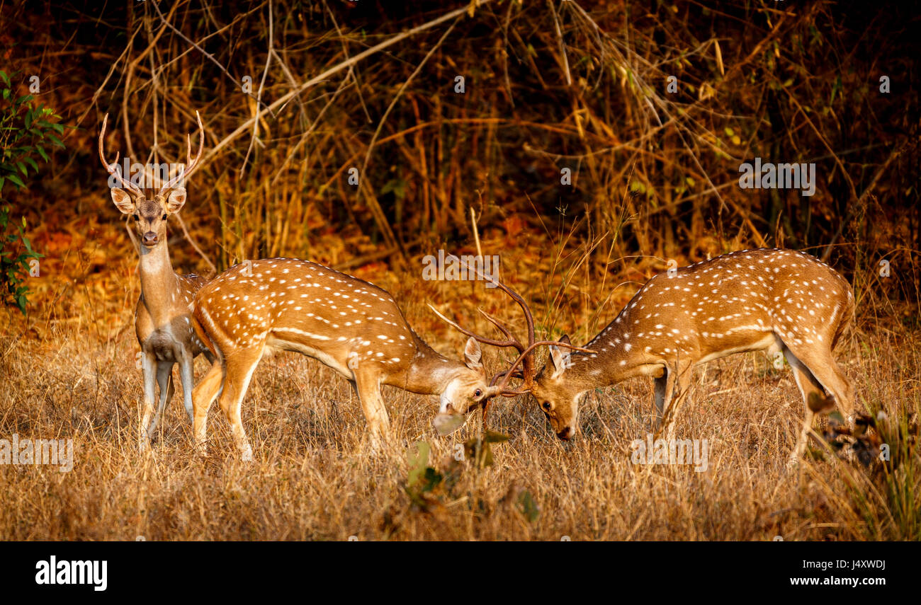 Indian deer stags hi-res stock photography and images - Alamy