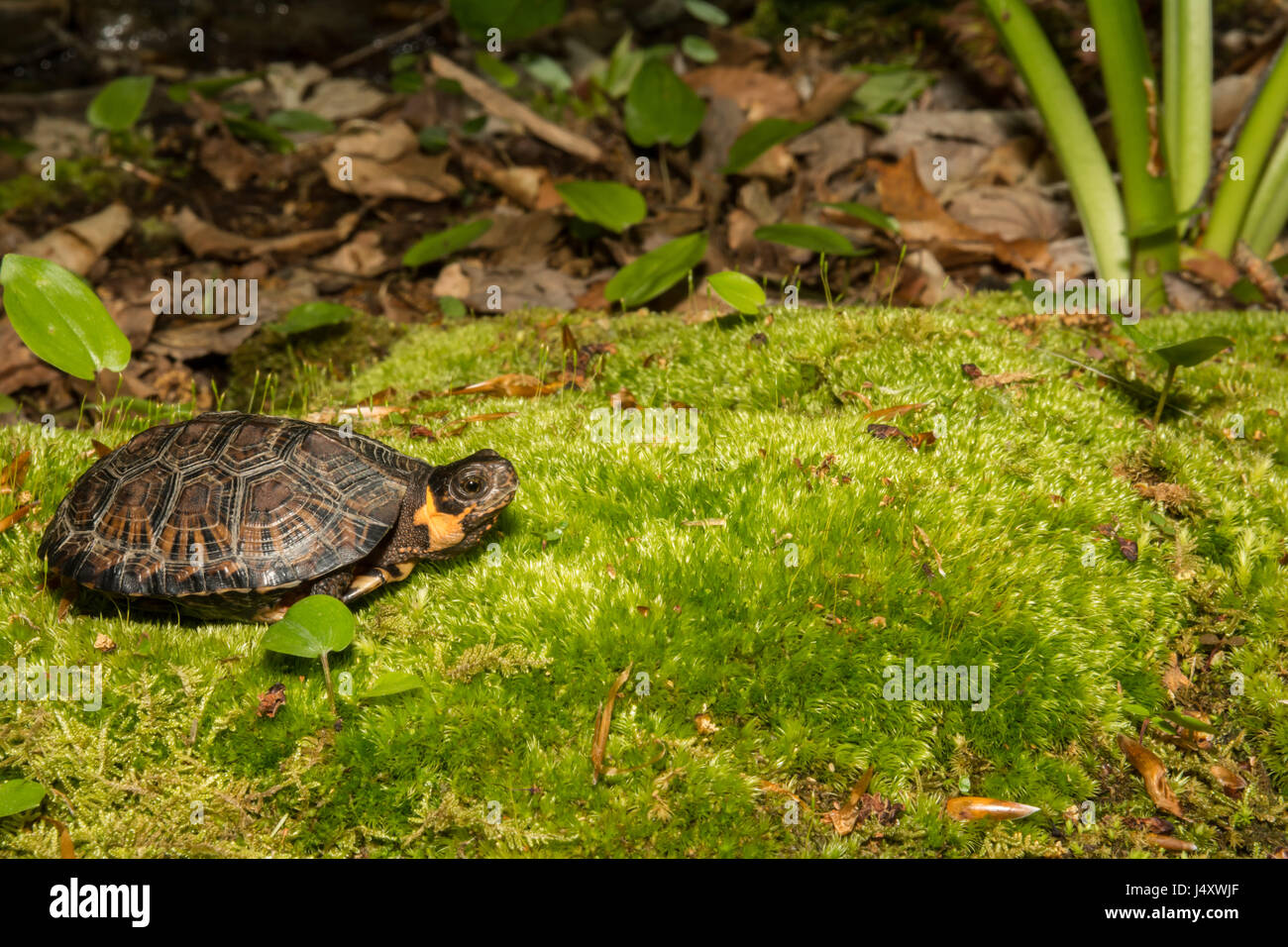 Rare turtle species hi-res stock photography and images - Alamy