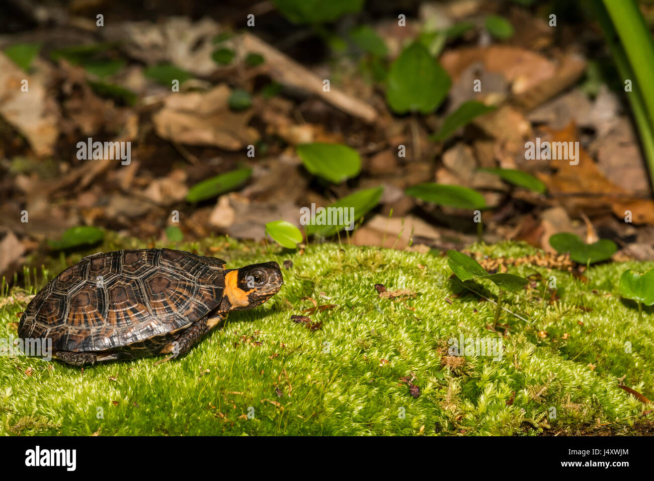 Research species hi-res stock photography and images - Alamy