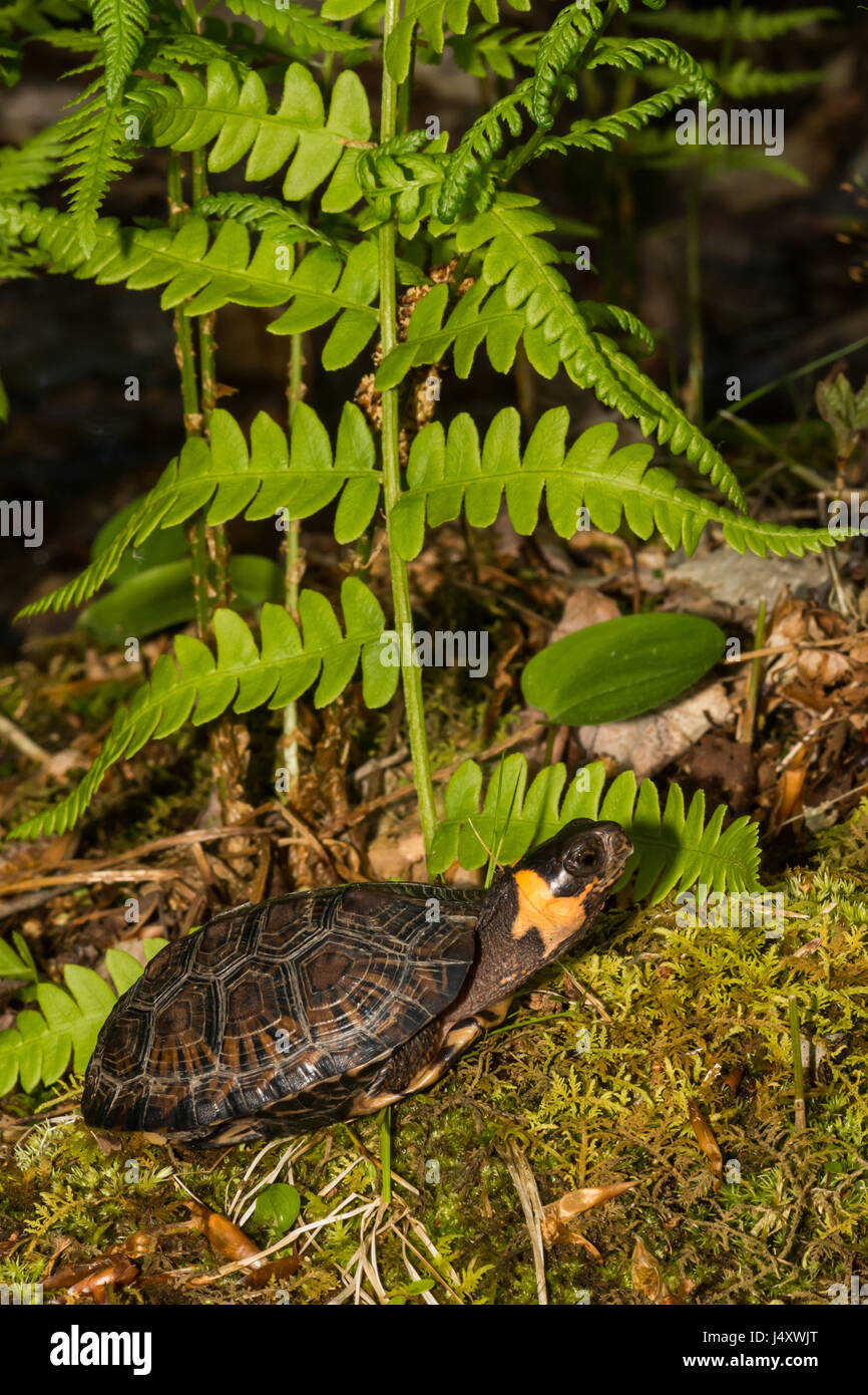 Turtle markings hi-res stock photography and images - Alamy