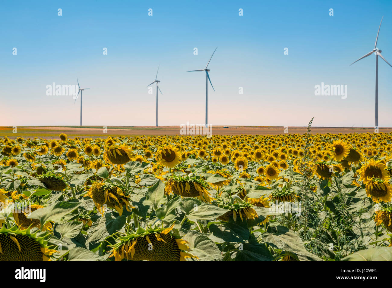 Sunflowers on wind blue sky hi-res stock photography and images - Alamy