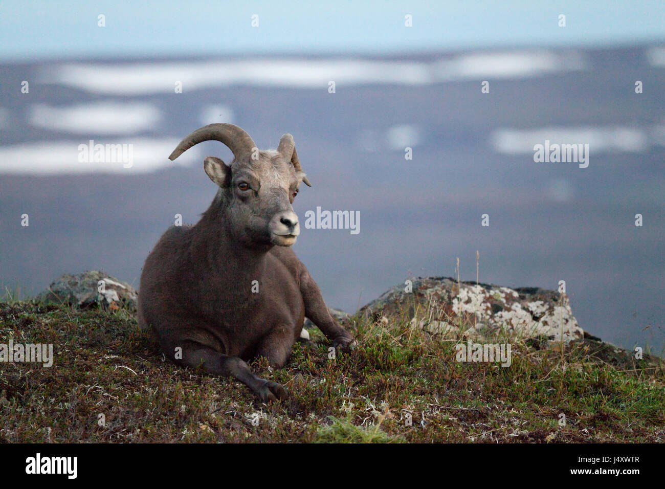 Putorana snow sheep hi-res stock photography and images - Alamy