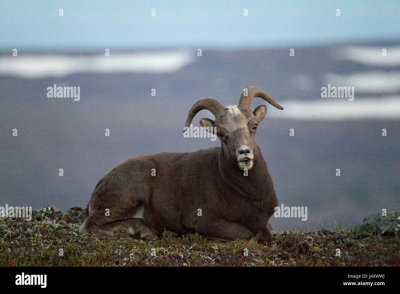 Putorana snow ram (Putorana big horn ram). Kutaramakan. Endemic animal ...