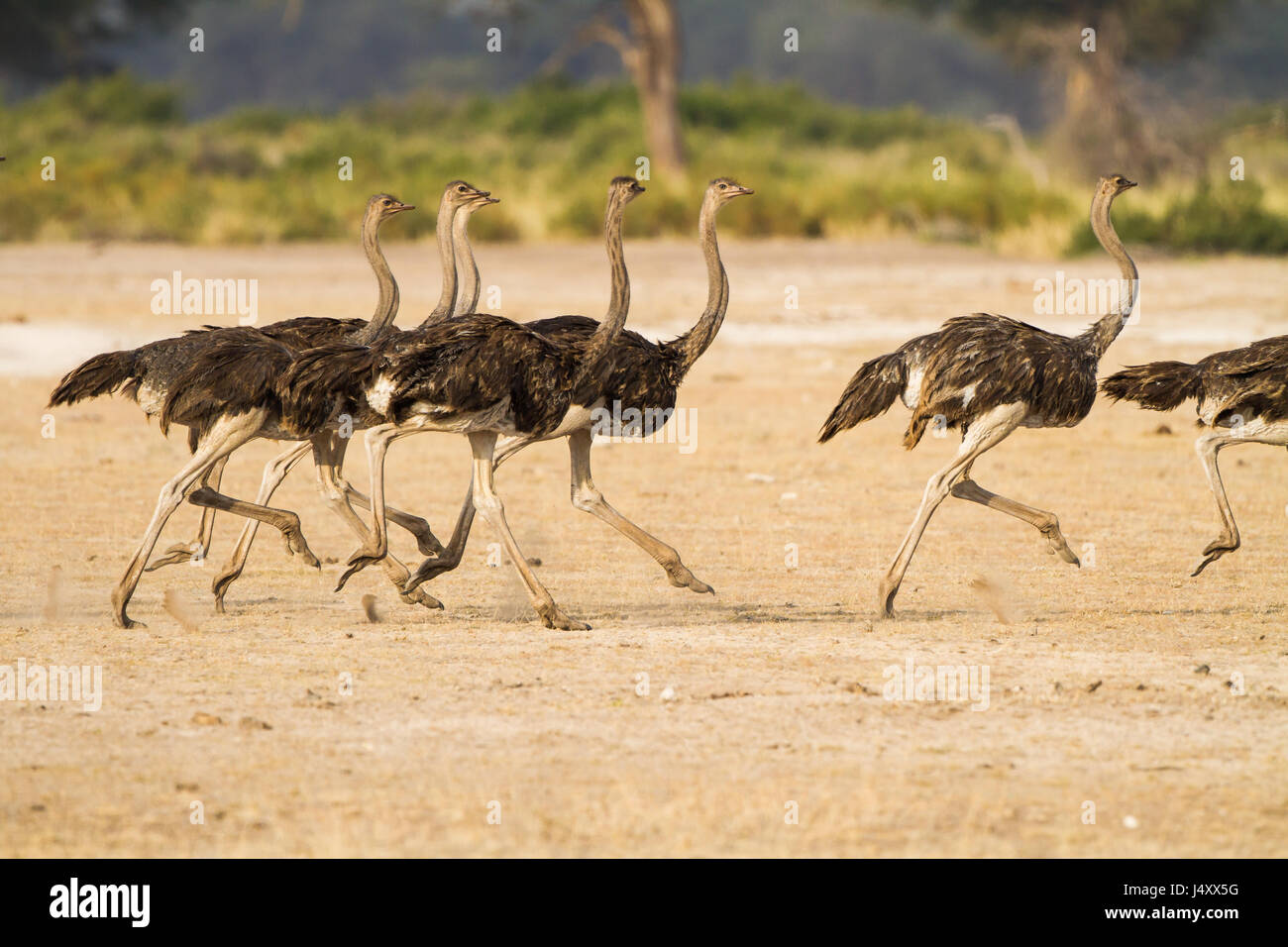 Ostrich flock hi-res stock photography and images - Alamy