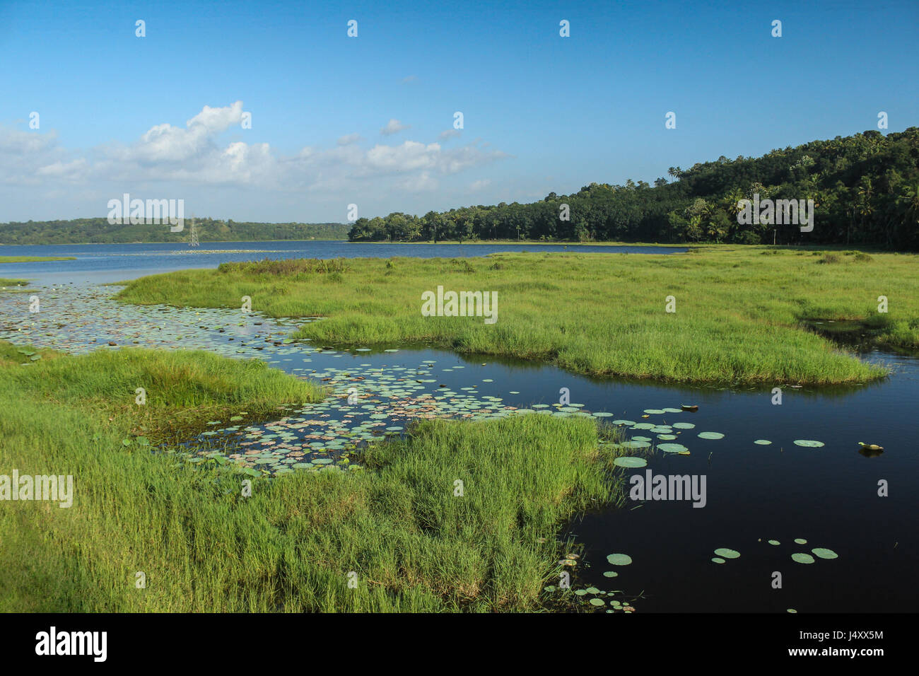 Marshland grass hi-res stock photography and images - Alamy