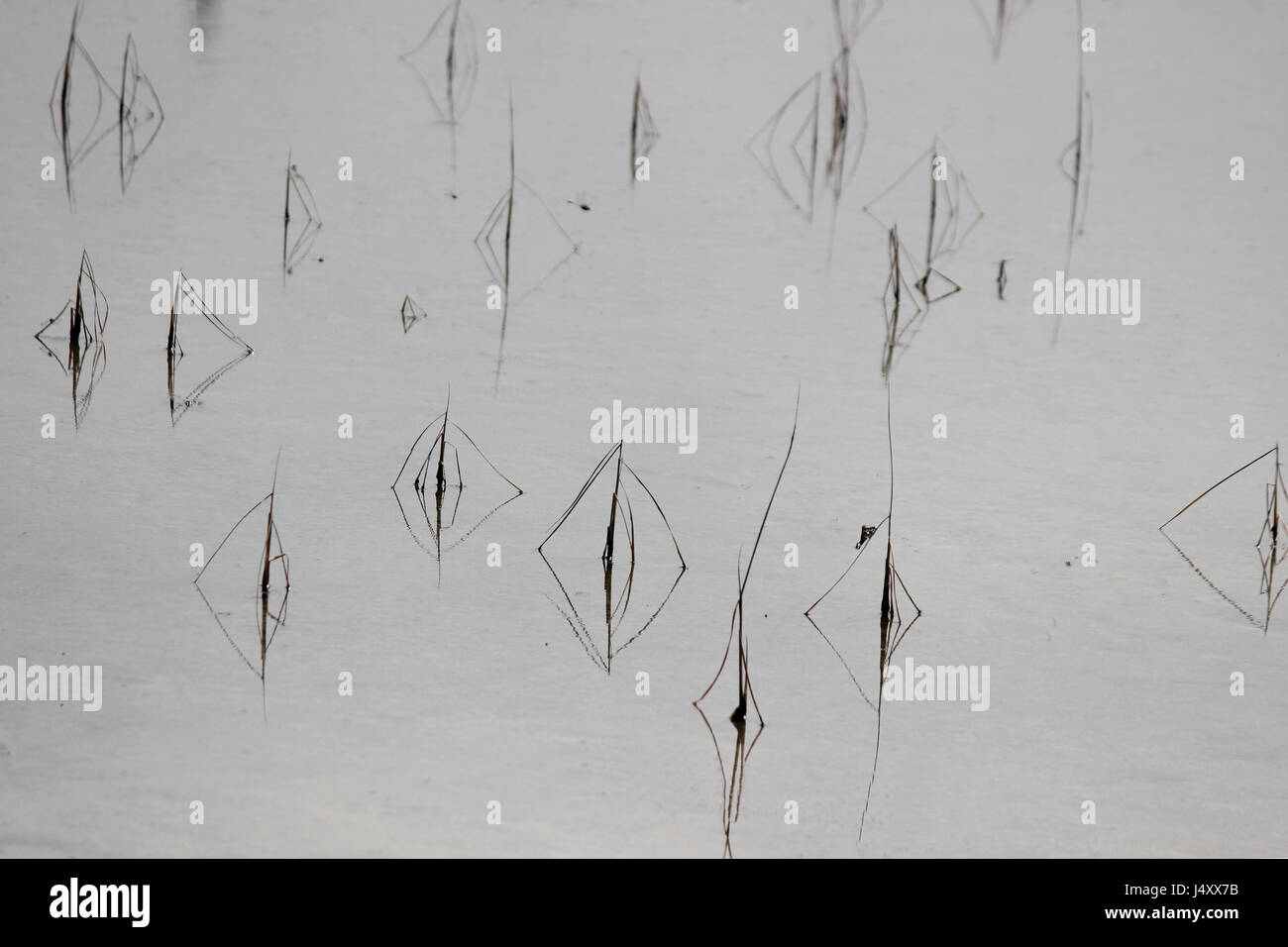 Acute Triangles In Nature