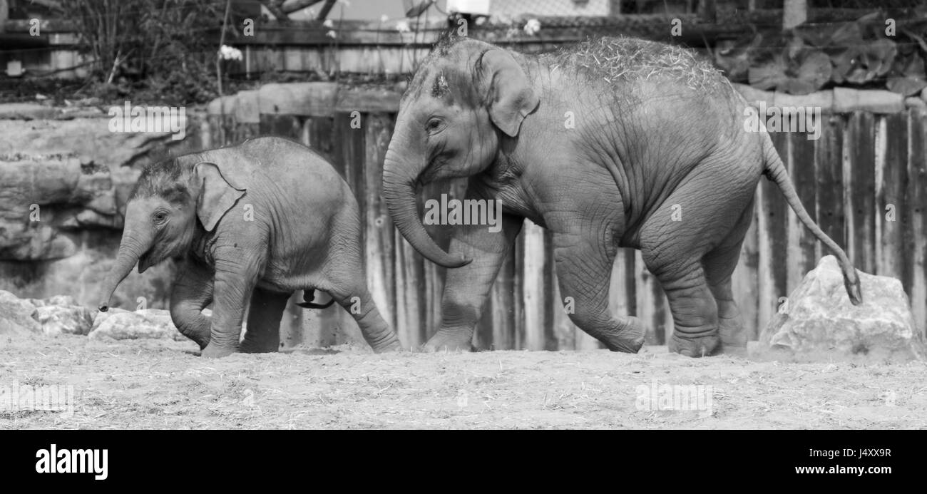 Elephant Siblings Playing Together Stock Photo - Alamy