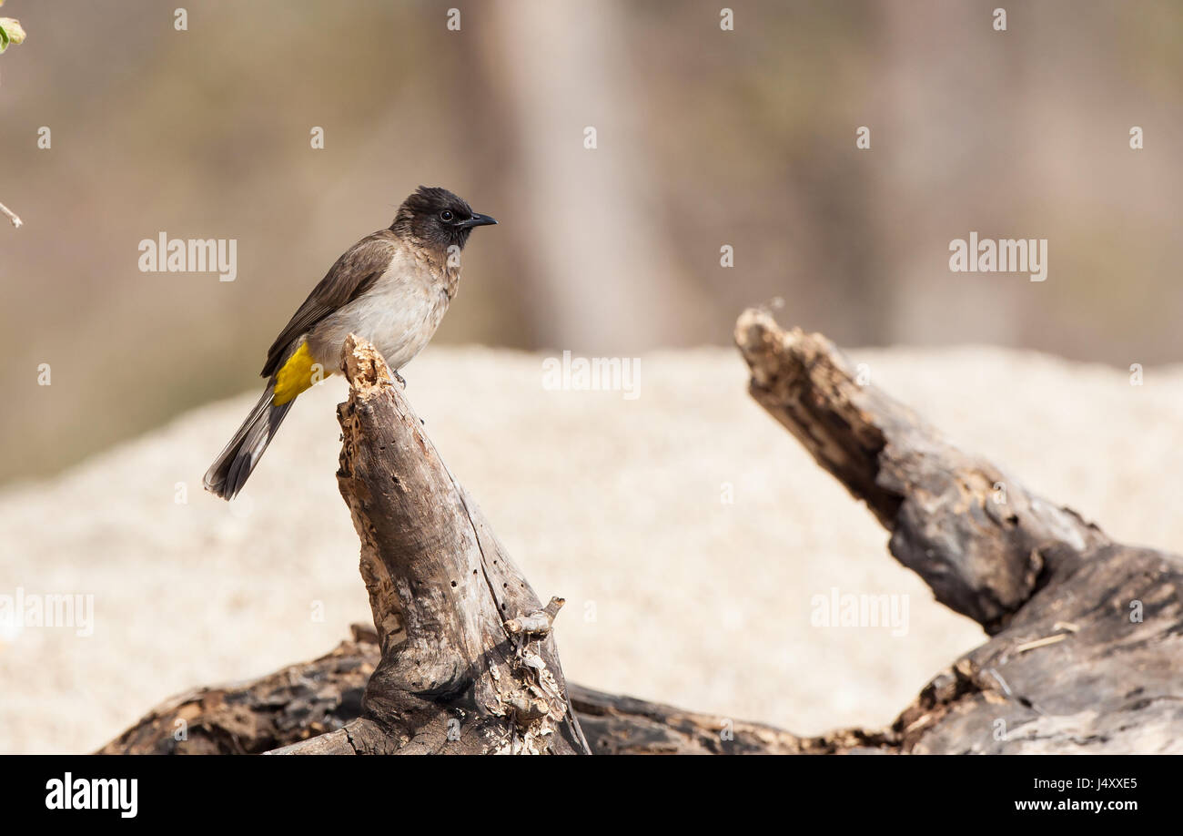 Yellow vented bulbul bird hi-res stock photography and images - Alamy