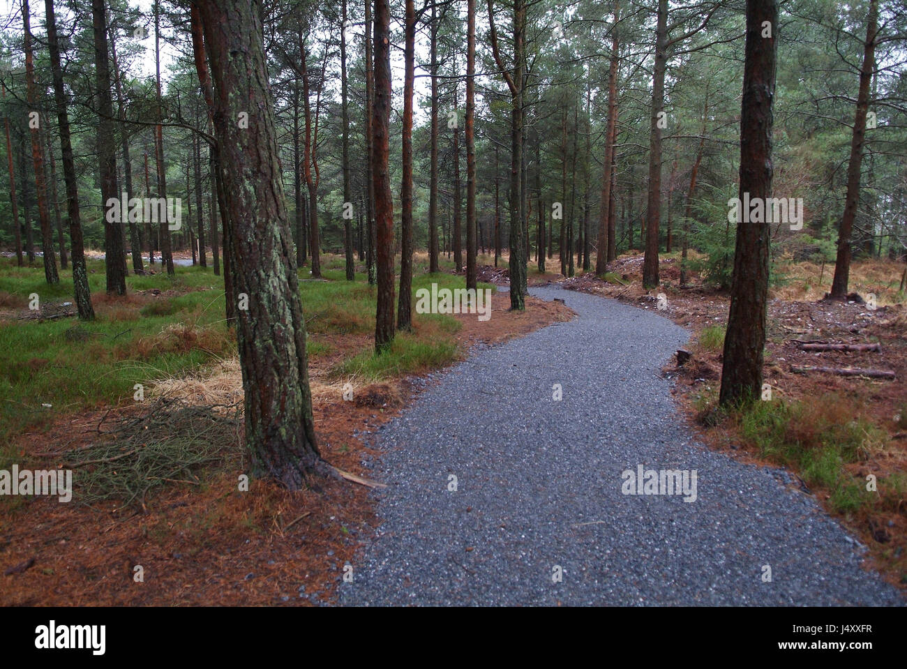 Haldon Forest Park, Exeter, Devonshire, UK Stock Photo - Alamy