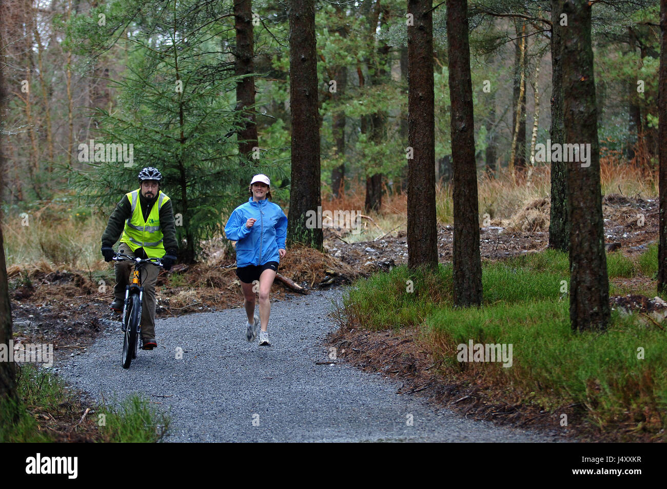 Haldon Forest Park, Exeter, Devonshire, UK Stock Photo - Alamy
