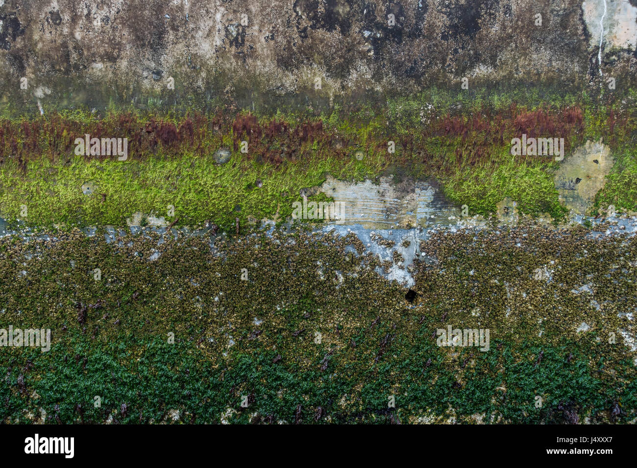 Various types of plants life grow on this seawall at low tide ...