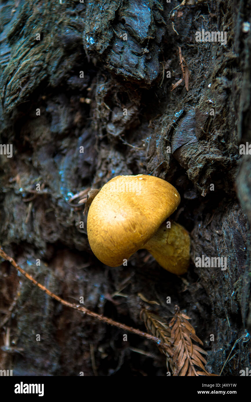 Fungi Toadstools Mushroom Fungus Stock Photo - Alamy