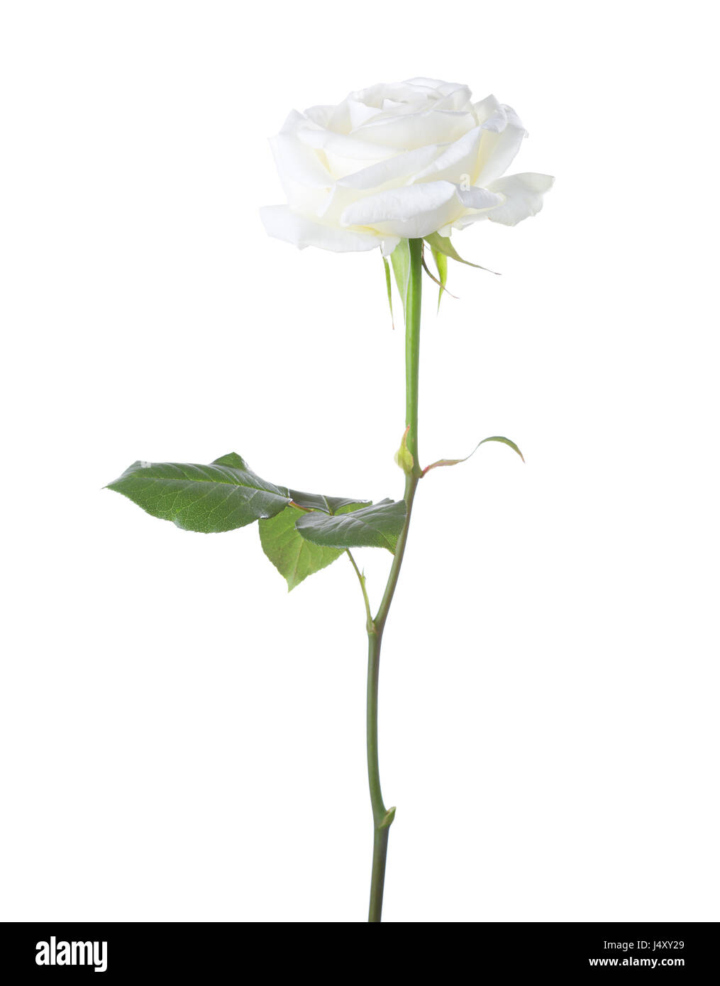 White rose isolated on white background Stock Photo - Alamy