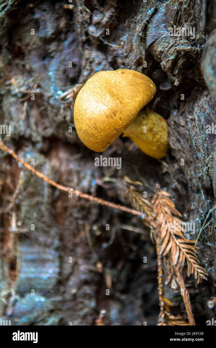 Fungi Toadstools Mushroom Fungus Stock Photo - Alamy