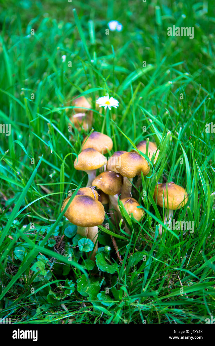 Fungi Toadstools Mushroom Fungus Stock Photo - Alamy