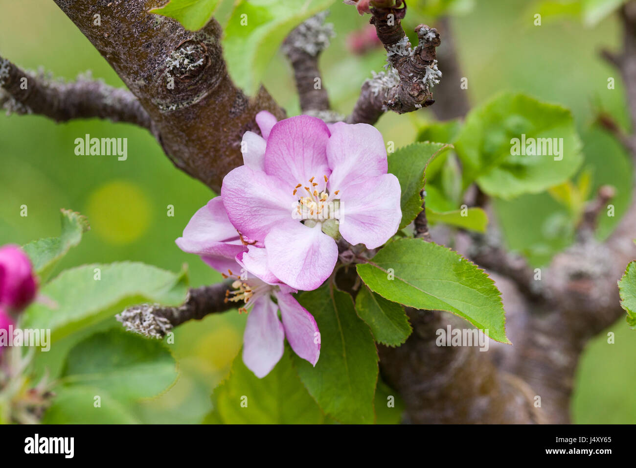 Annie elizabeth apple tree hi-res stock photography and images - Alamy